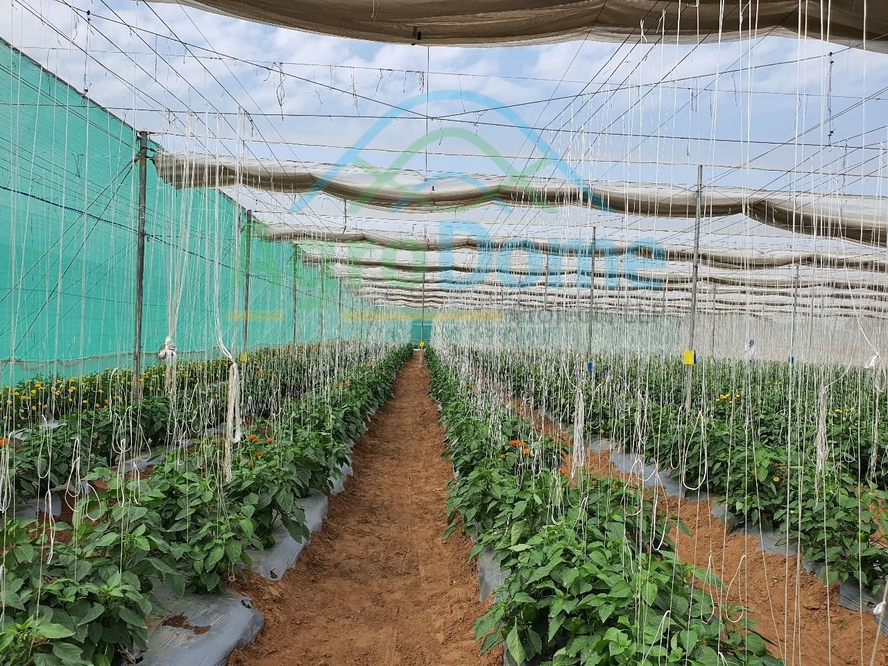 Why Trellising support systems is necessary in agriculture greenhouse or polyhouse structures ...