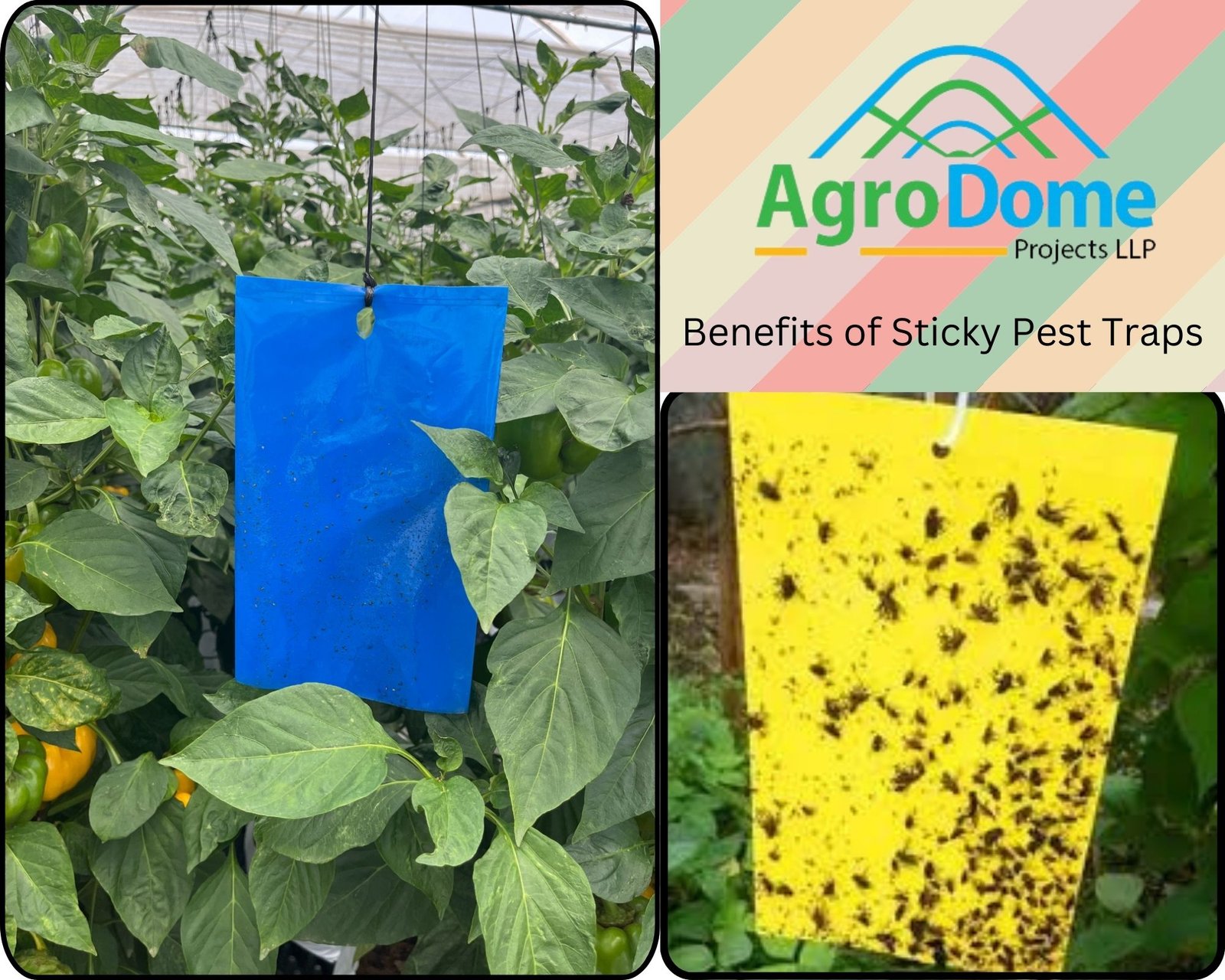 Benefits of sticky pests’ traps in Protected Cultivation – Agro Dome ...