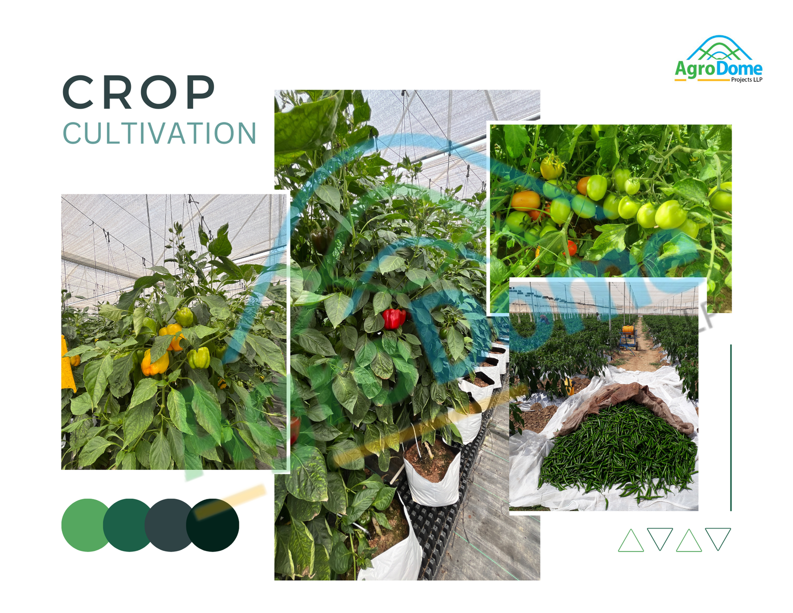 Maximizing Crop Yields with Naturally Ventilated Protected Cultivation ...