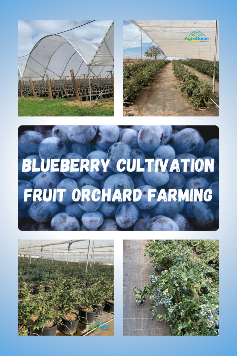 Maximizing Blueberry Farming with High Tunnels: A Comprehensive Guide ...