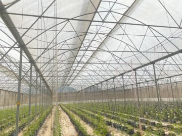 Naturally Ventilated Poly-house (Rain-proof) (UV Stabilized Polyhouse ...