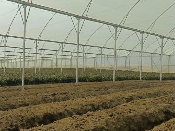Naturally Ventilated Poly-house (Rain-proof) (UV Stabilized Polyhouse ...